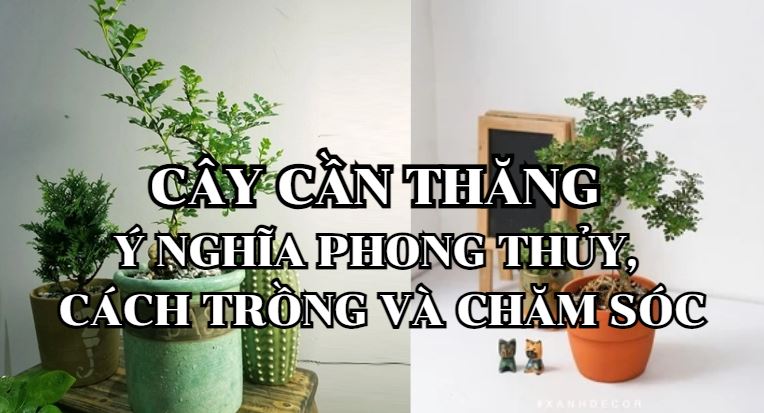 Cây Cần Thăng - Ý Nghĩa Phong Thủy, Cách Trồng Và Chăm Sóc