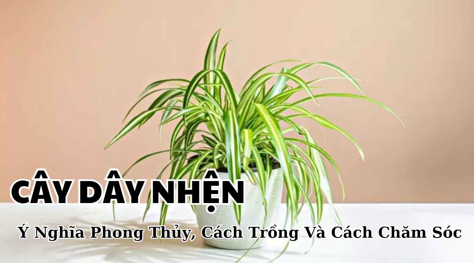 Cây Dây Nhện - Ý Nghĩa Phong Thủy, Cách Trồng Và Chăm Sóc