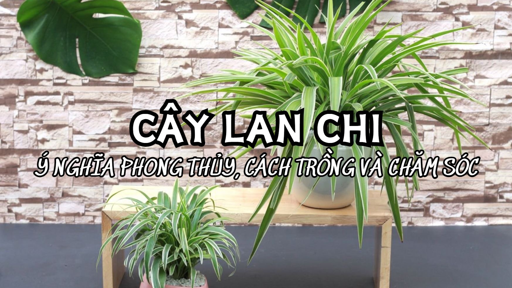 Cây Lan Chi - Ý Nghĩa Phong Thủy, Cách Trồng Và Chăm Sóc