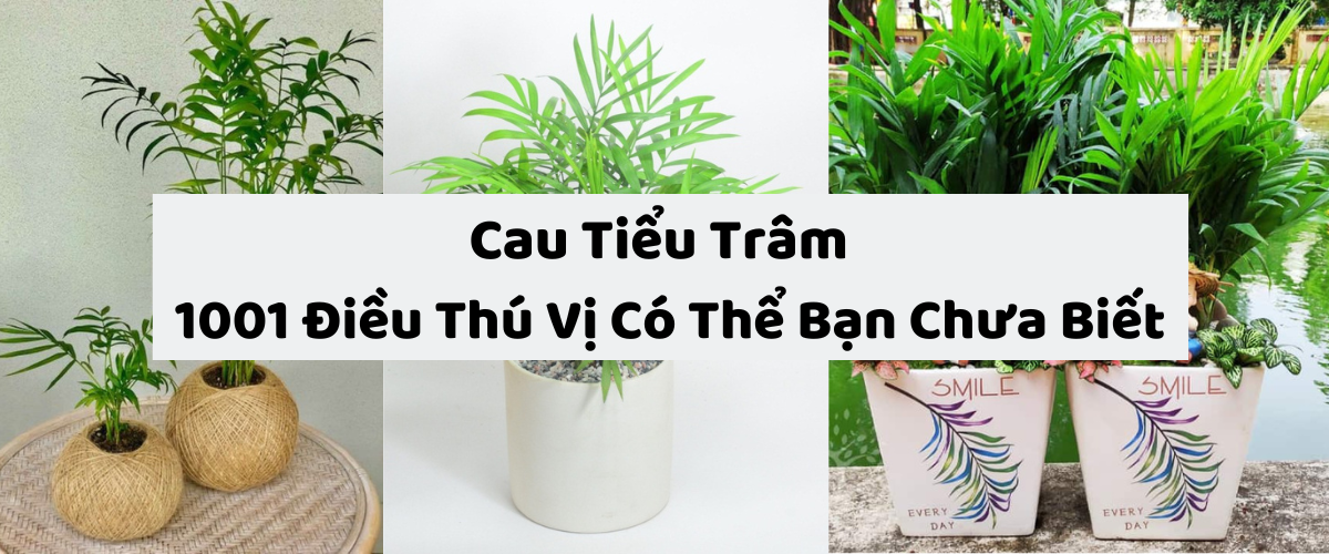 Cau Tiểu Trâm Và 1001 Điều Thú Vị Có Thể Bạn Chưa Biết