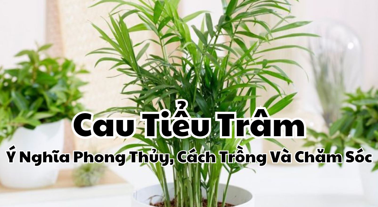 Cau Tiểu Trâm - Ý Nghĩa Phong Thủy, Cách Trồng Và Chăm Sóc