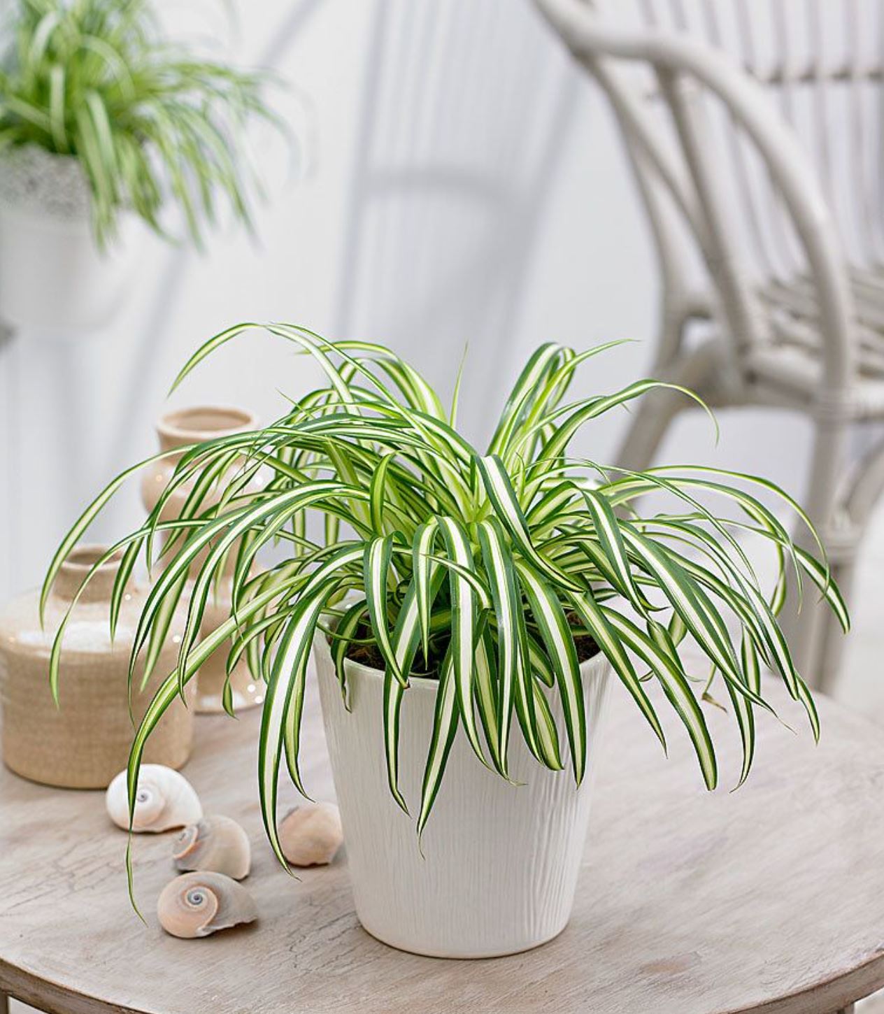 Cây Dây Nhện - Ý Nghĩa Phong Thủy, Cách Trồng Và Chăm Sóc