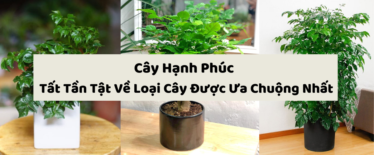 Cây Hạnh Phúc | Tất Tần Tật Về Loại Cây Được Ưa Chuộng Nhất