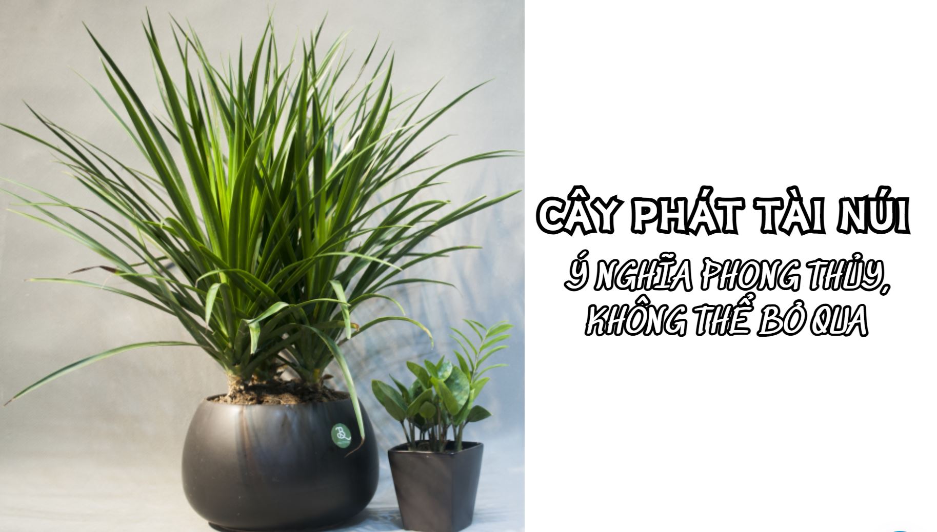 Cây Phát Tài Núi - Ý Nghĩa Phong Thủy Không Thể Bỏ Qua