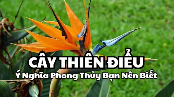 Cây Thiên Điểu - Ý Nghĩa Phong Thủy Bạn Nên Biết