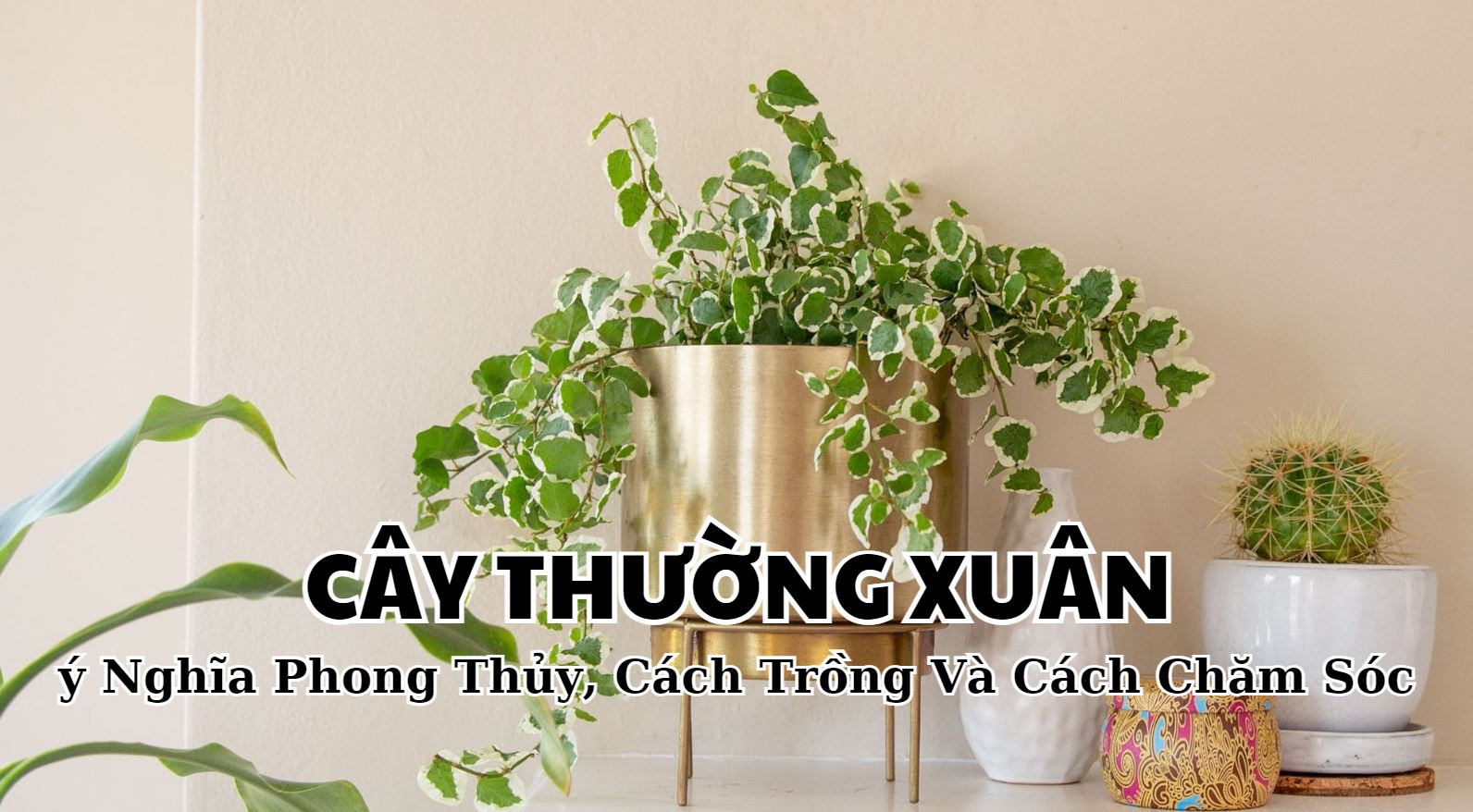 Cây Thường Xuân - Ý Nghĩa Phong Thủy, Cách Trồng Và Chăm Sóc