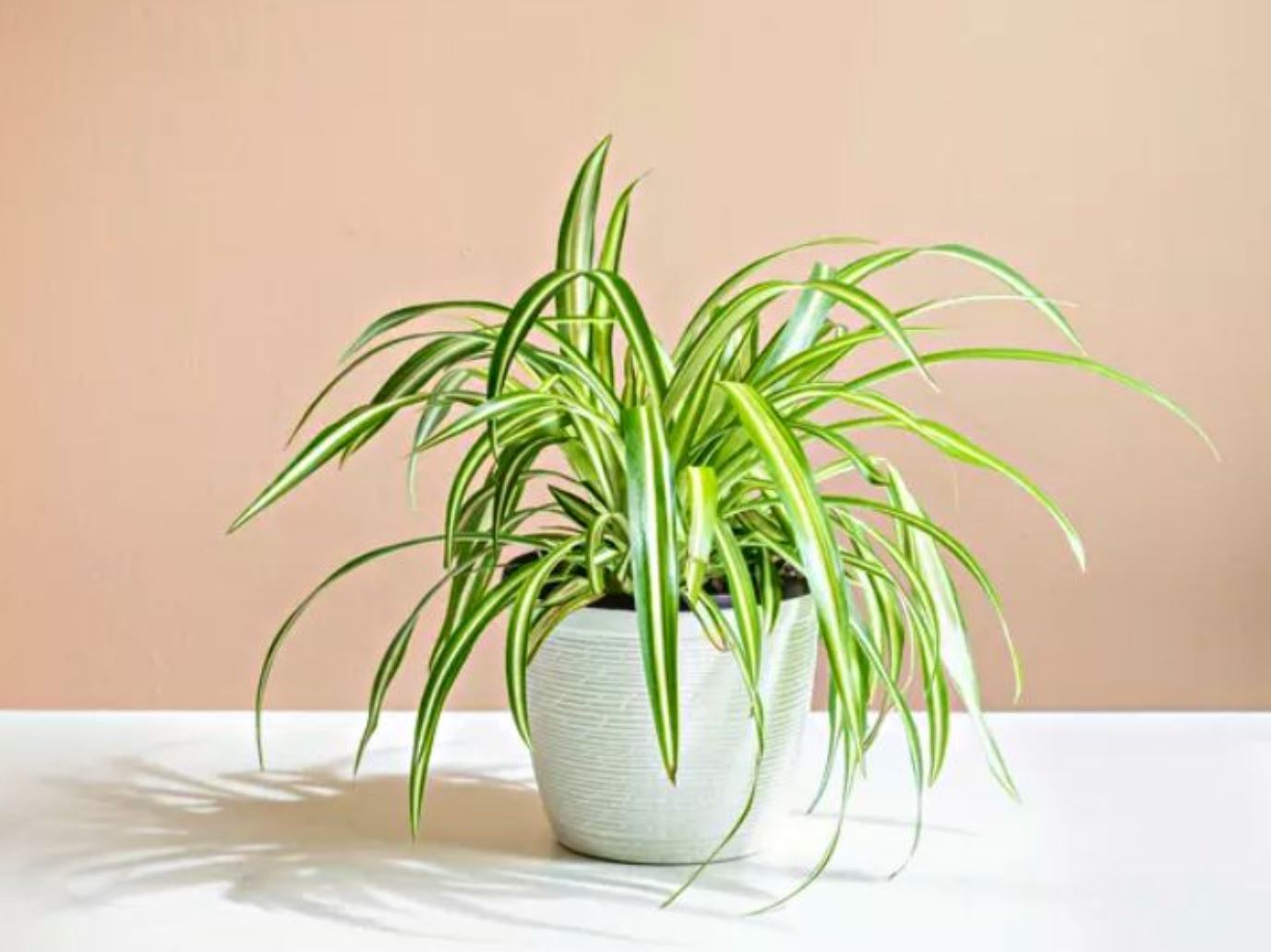 Cây Dây Nhện - Ý Nghĩa Phong Thủy, Cách Trồng Và Chăm Sóc