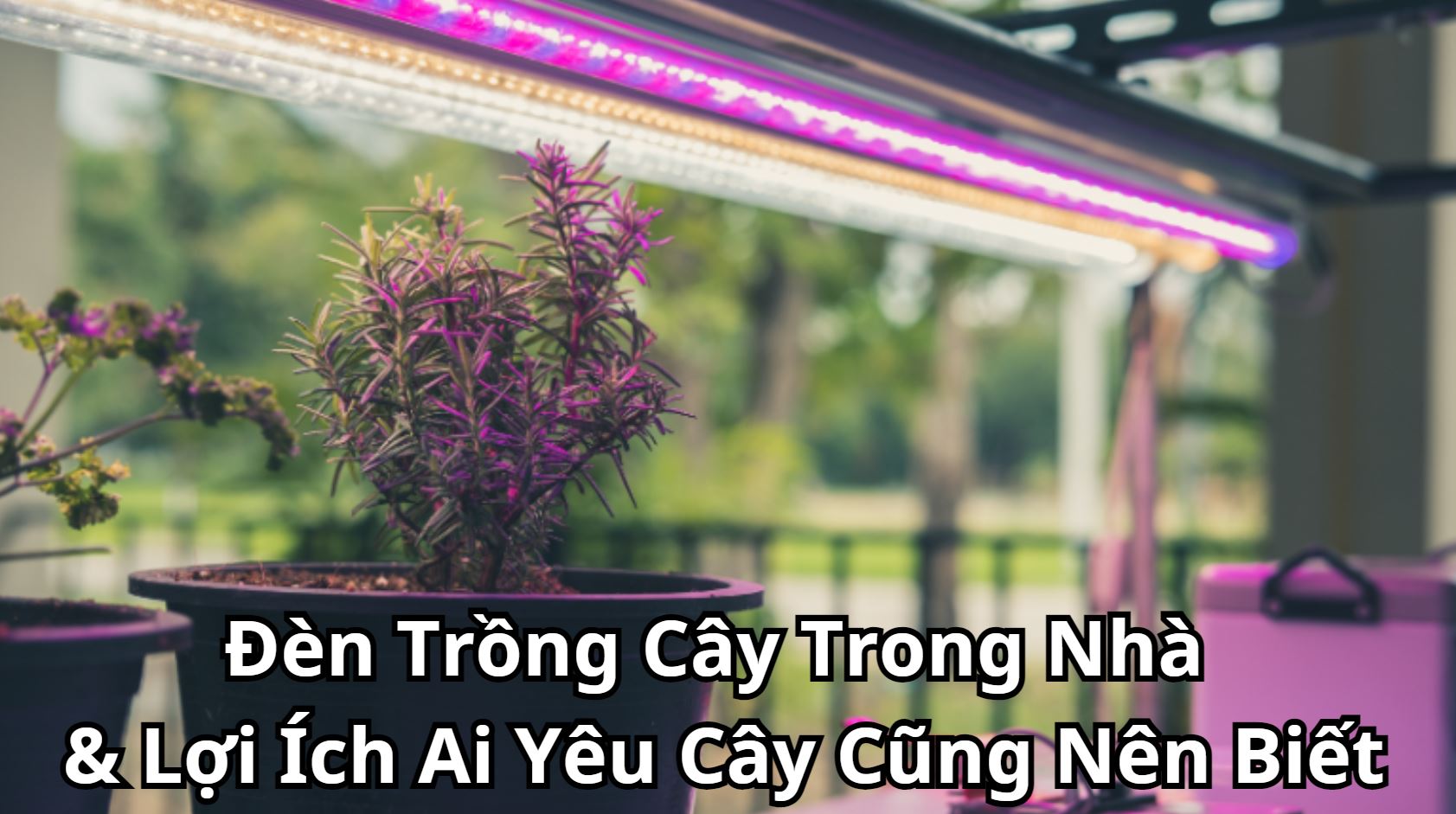 Đèn Trồng Cây Trong Nhà và Lợi Ích Ai Yêu Cây Cũng Nên Biết