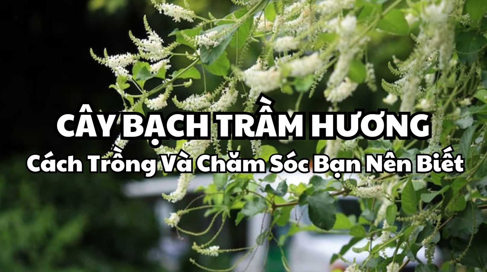 Cây Bạch Trầm Hương - Cách Trồng Và Chăm Sóc Bạn Nên Biết