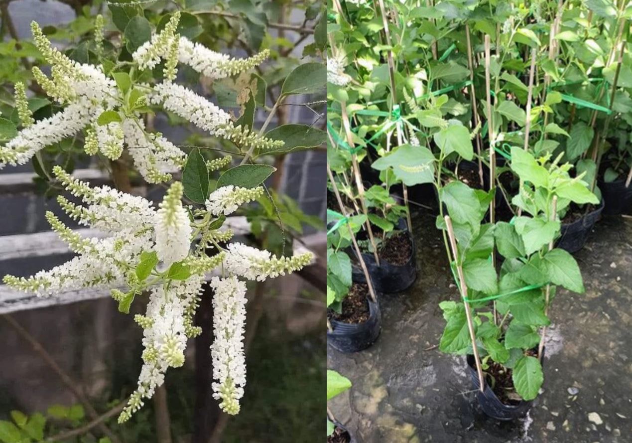 Cây Bạch Trầm Hương - Cách Trồng Và Chăm Sóc Bạn Nên Biết