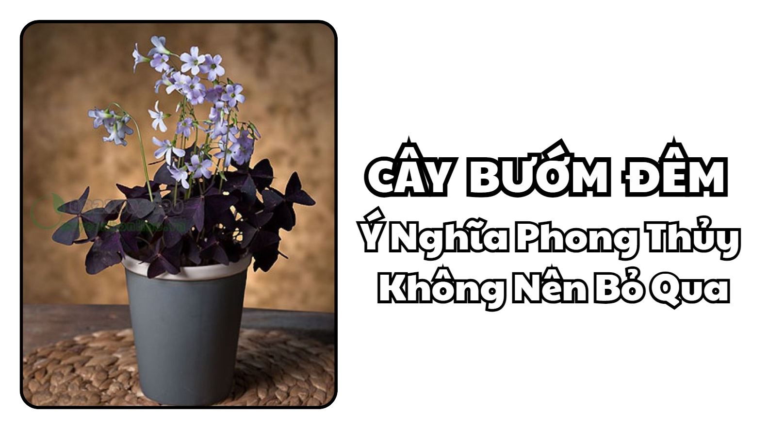 Cây Bướm Đêm - Ý Nghĩa Phong Thủy Không Nên Bỏ Qua