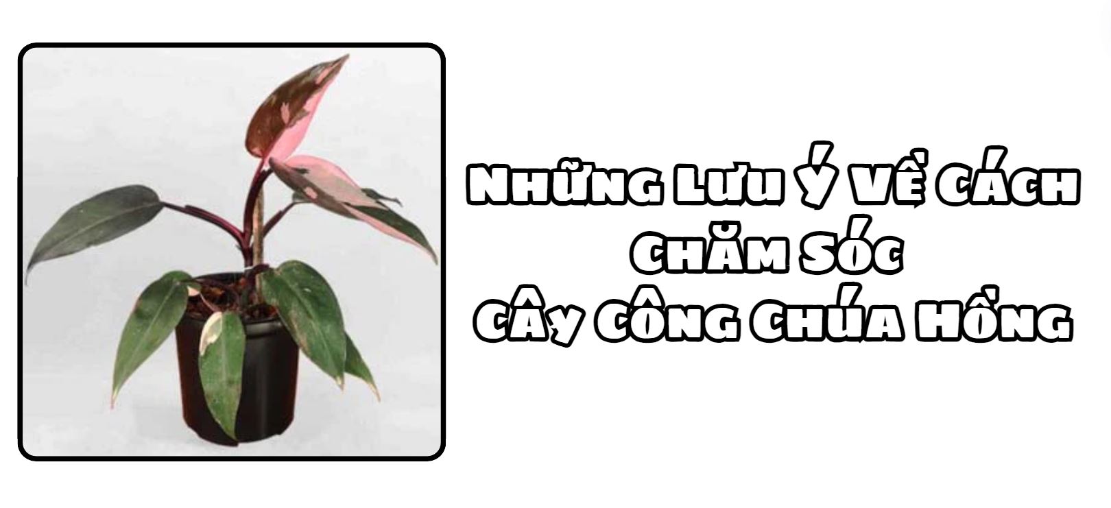 Những Lưu Ý Về Cách Chăm Sóc Cây Công Chúa Hồng