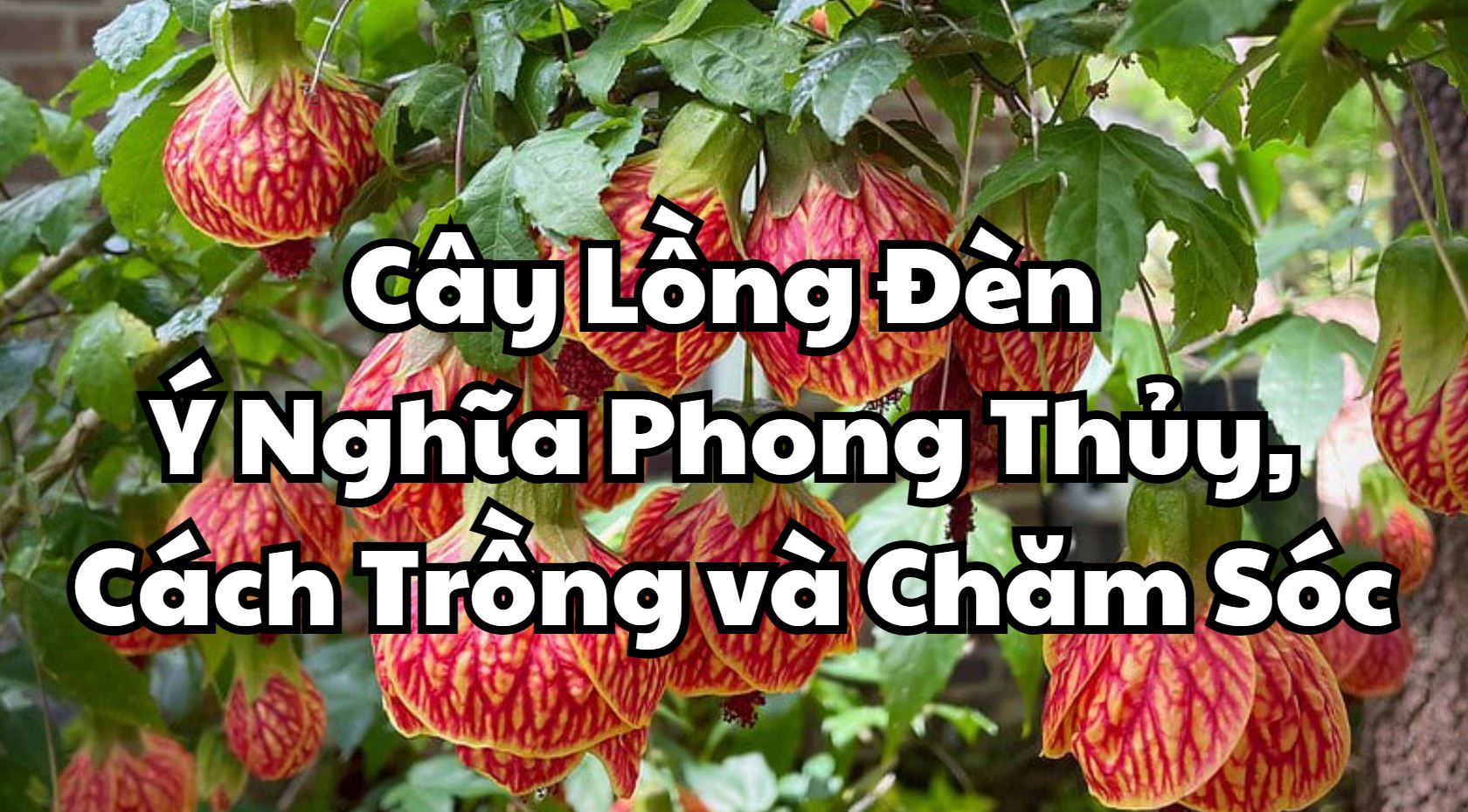 Cây Lồng Đèn- Ý Nghĩa Phong Thủy, Cách Trồng và Chăm Sóc