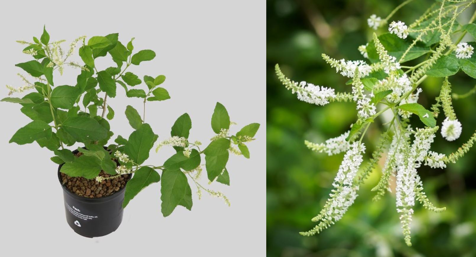 Cây Bạch Trầm Hương - Cách Trồng Và Chăm Sóc Bạn Nên Biết