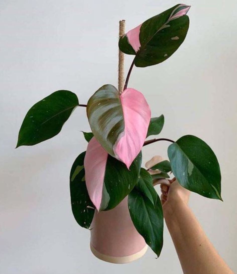 Những Lưu Ý Về Cách Chăm Sóc Cây Công Chúa Hồng