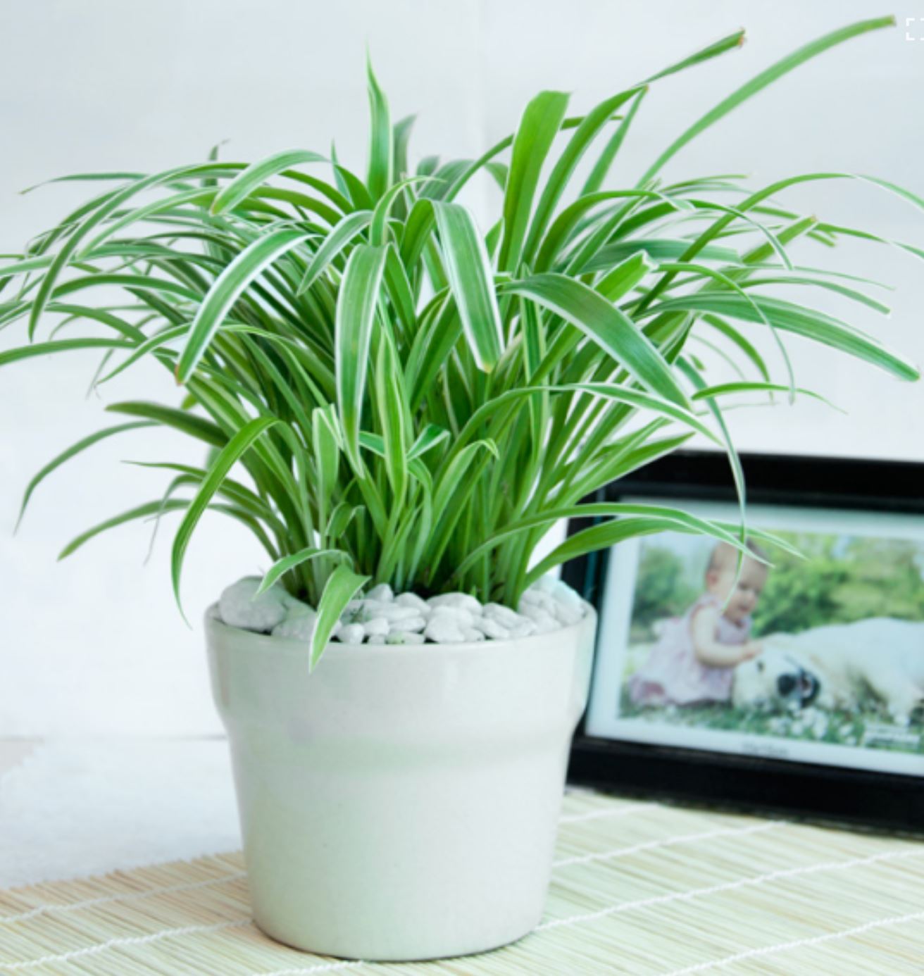 Cây Dây Nhện - Ý Nghĩa Phong Thủy, Cách Trồng Và Chăm Sóc