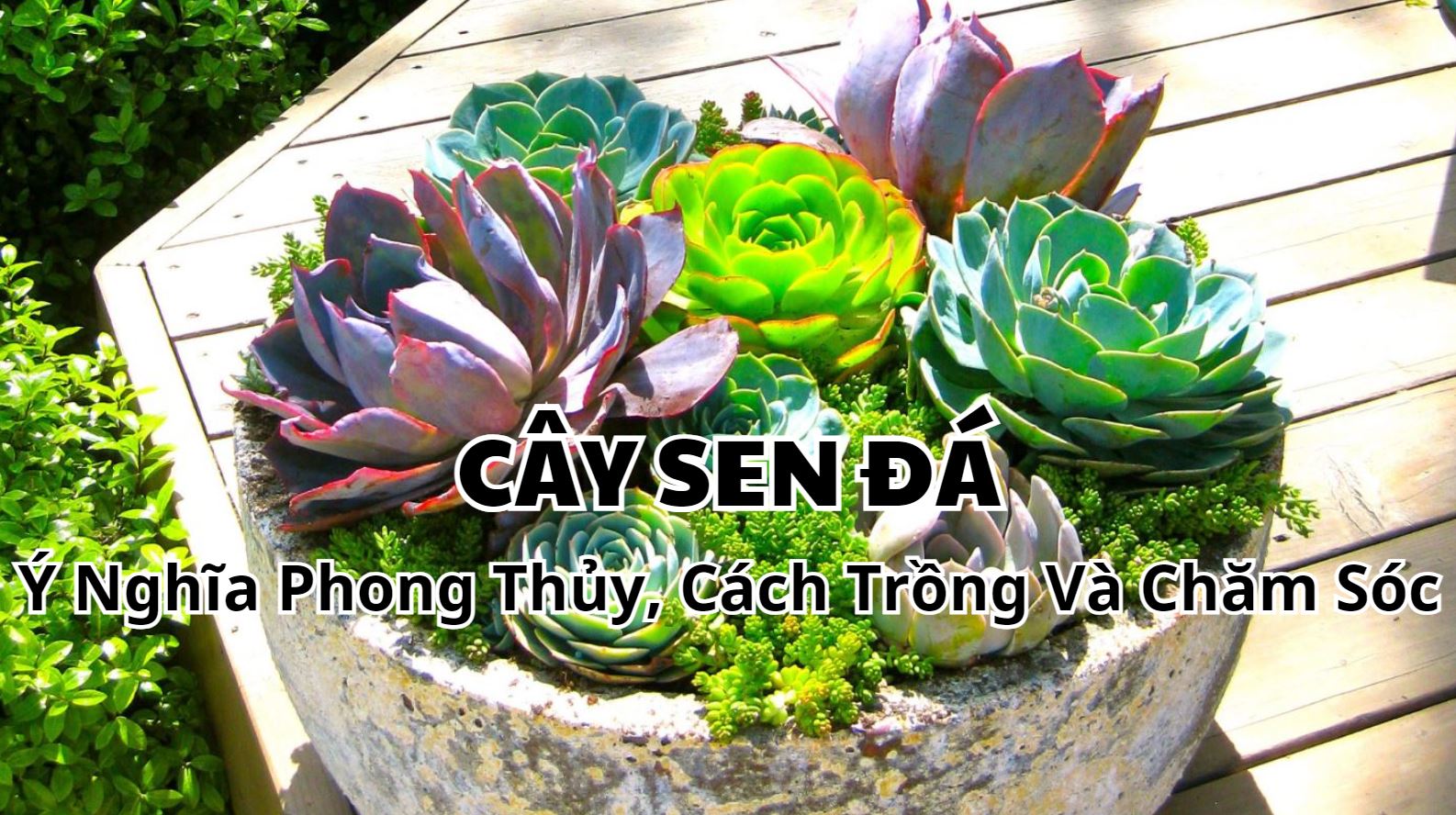 Cây Sen Đá - Ý Nghĩa Phong Thủy, Cách Trồng Và Chăm Sóc