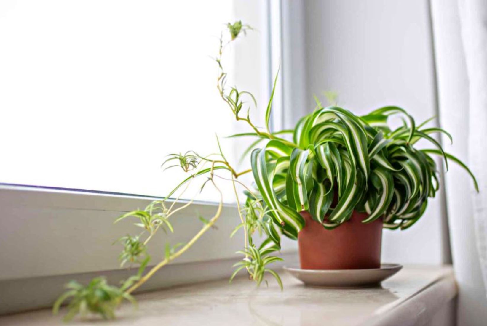 Cây Dây Nhện - Ý Nghĩa Phong Thủy, Cách Trồng Và Chăm Sóc